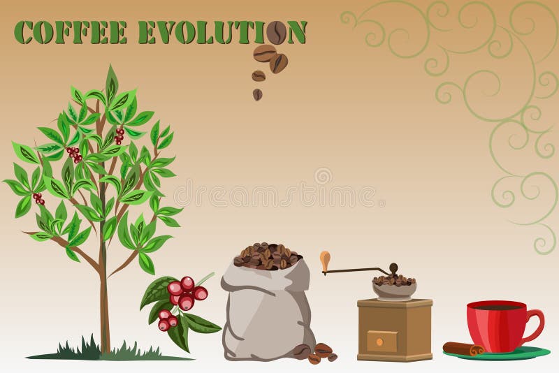 Evolution of Coffee from Berries To Beans and Espresso Stock Vector ...