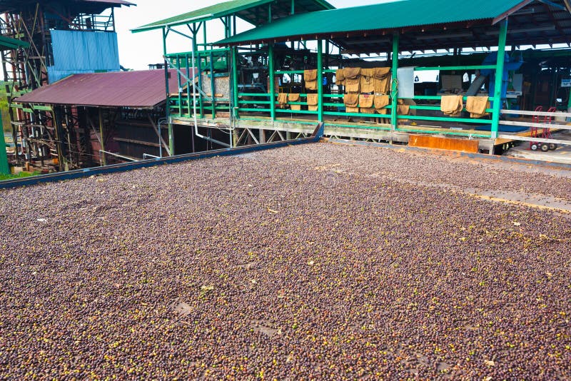 Coffee farm stock image. Image of brown, arabica, facility - 66419415