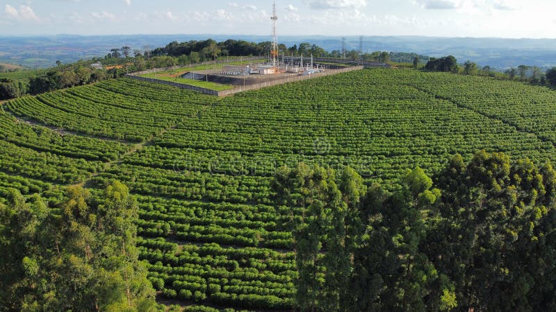 Coffee Farm Catuai Minas Gerais Brazil Stock Image - Image of brazil ...