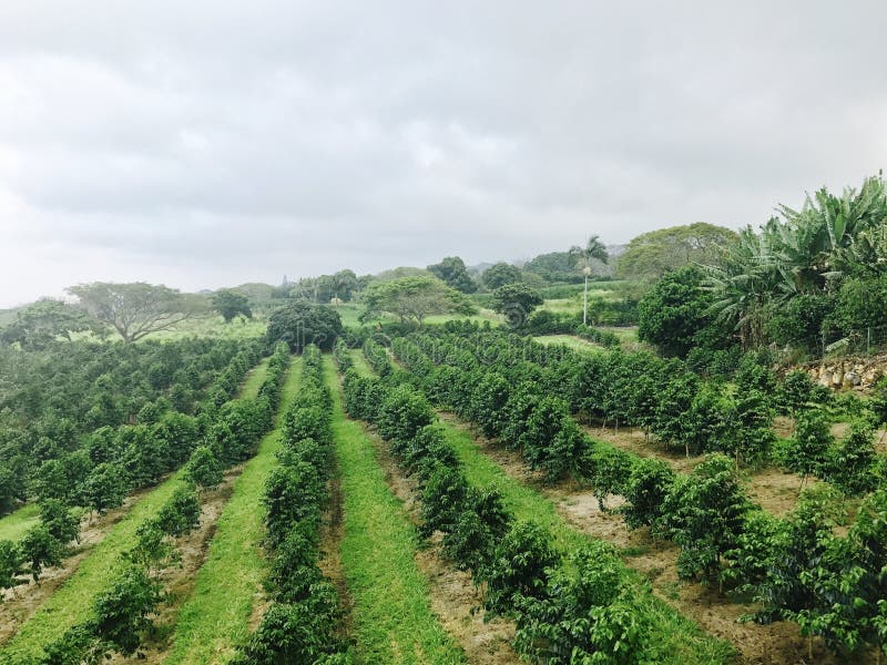 Coffee farm stock image. Image of plant, tranquil, farm - 26253897