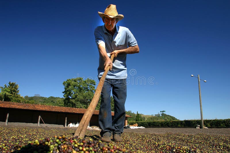 Coffee farmer editorial stock image. Image of crop, ecology - 24882609