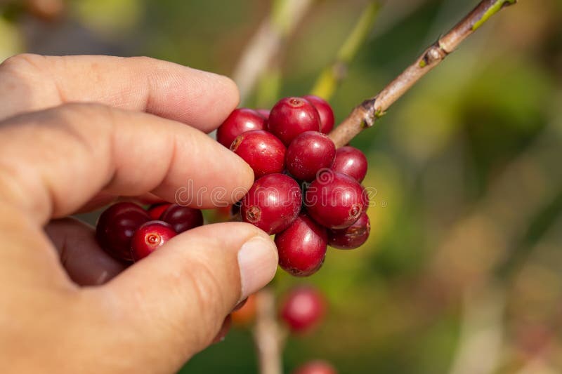 Coffee Farmer Picking Ripe Cherry Beans for Harvesting Stock Image ...