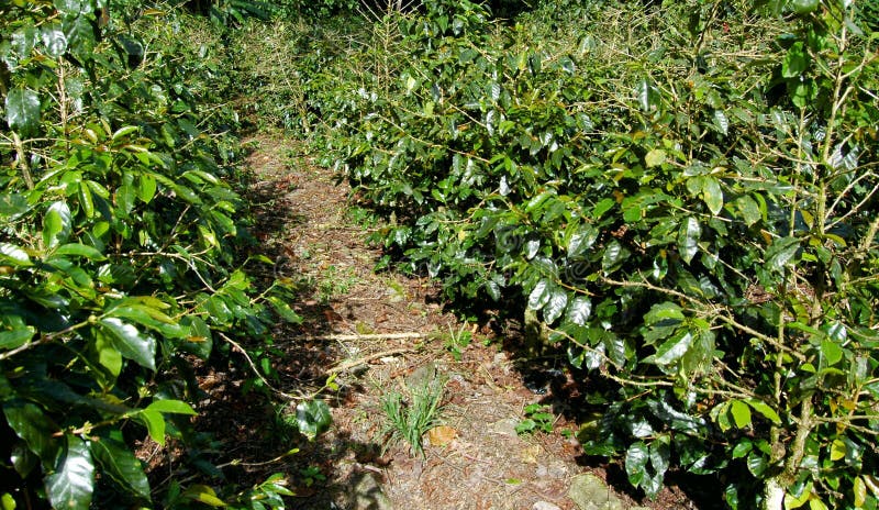 Coffee field stock image. Image of stalk, labor, bean - 4018479