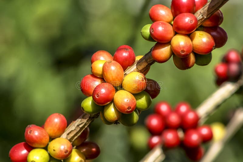 Coffee field stock image. Image of closeup, berries - 109022141