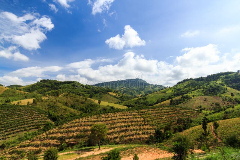 Coffee field stock photo. Image of coffee, forest, dawn - 42284622