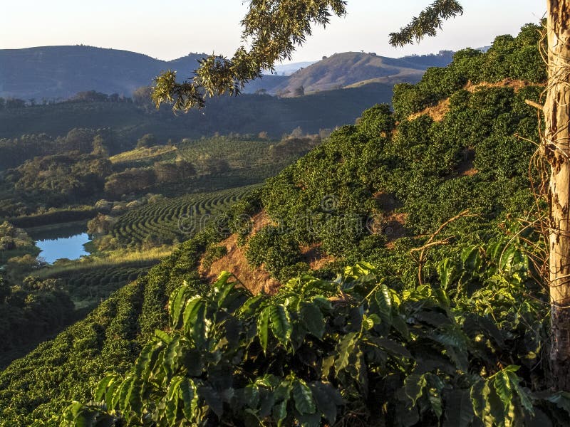 Coffee field stock image. Image of floral, growth, blossom - 99725237