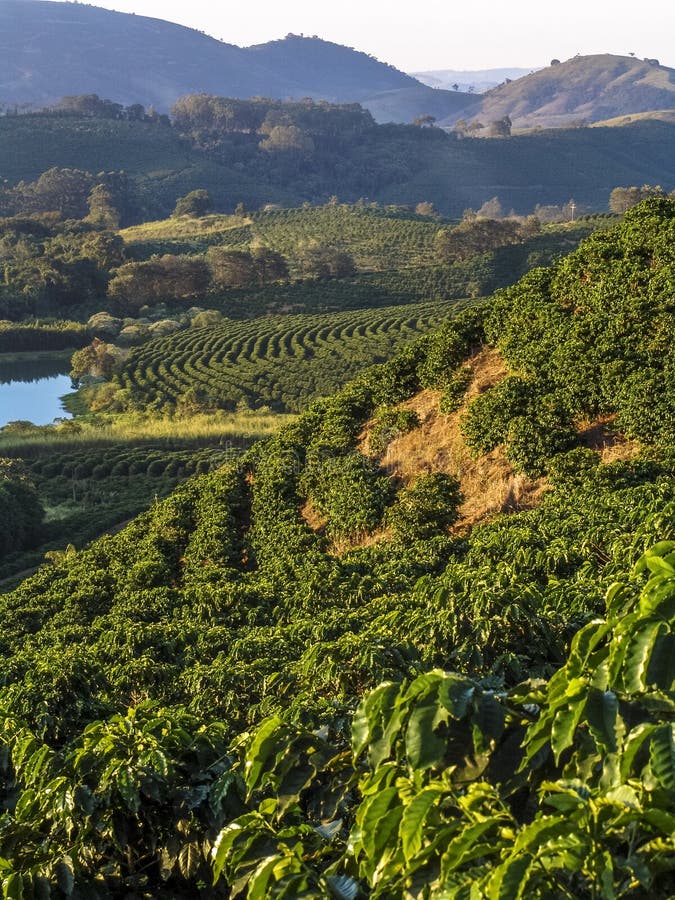 Coffee field stock image. Image of minas, green, coffee - 99725263