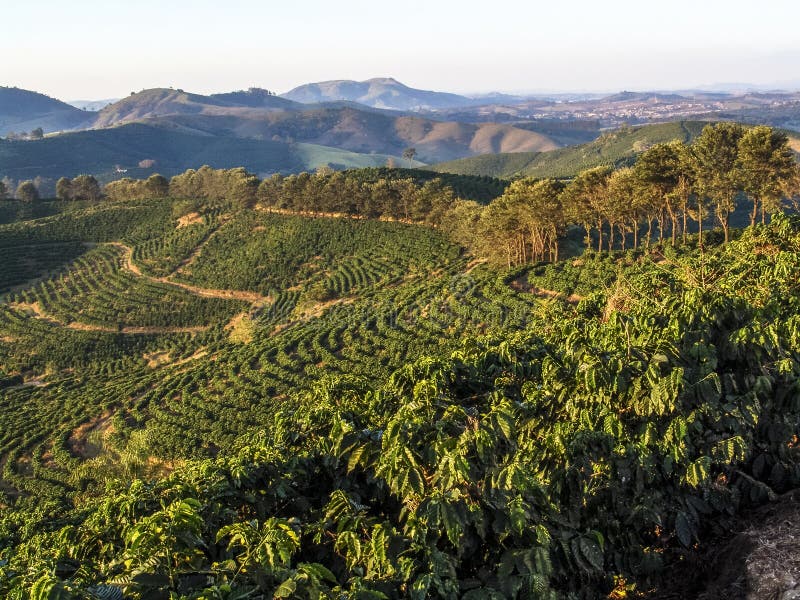 Coffee field stock photo. Image of plant, brazilian, farming - 99725434