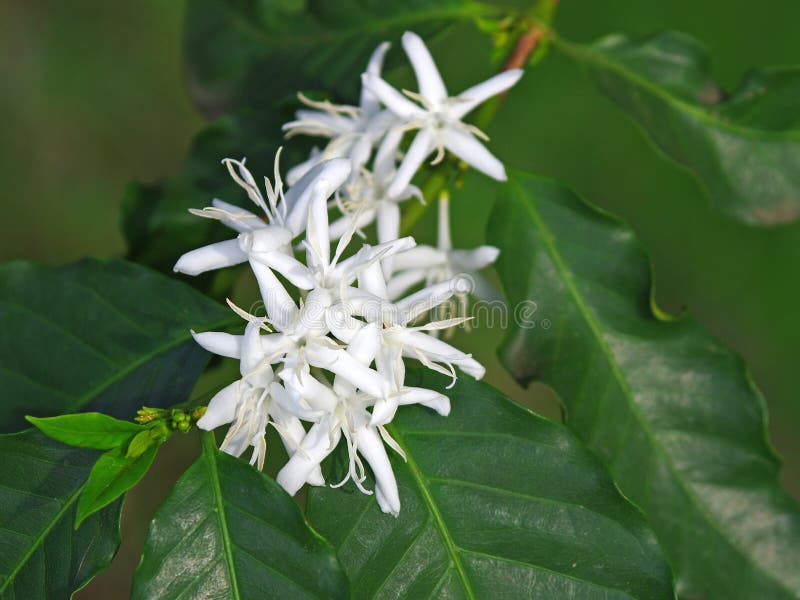 Fresh Coffee Flower on Coffee Tree Stock Photo - Image of food, close ...