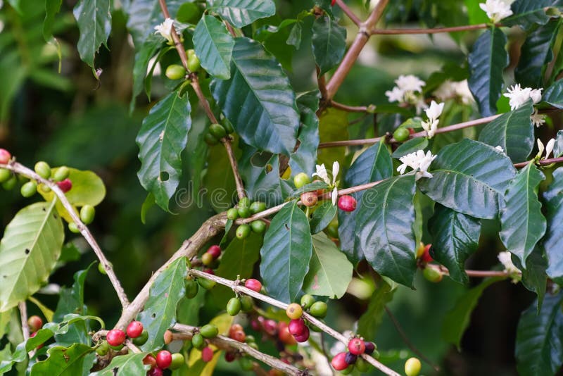Coffee flower stock photo. Image of harvest, farmer - 109787090