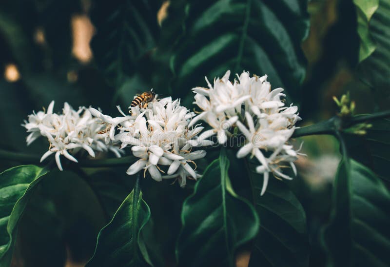 Coffee Flower Blooming on Tree Stock Photo - Image of tropical, leaf ...