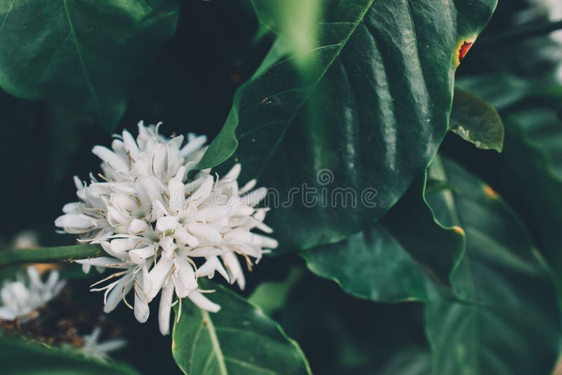 Coffee Flower Blooming on Tree Stock Photo - Image of branch ...