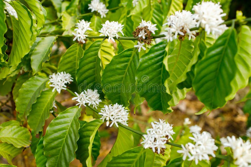 Coffee Flower Blooming on Tree Stock Image - Image of fruit, tree ...