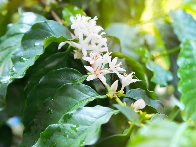 Coffee Flower Blooming on a Branch. Stock Photo - Image of cultivated ...