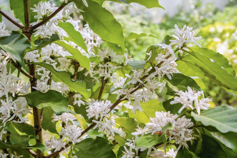 Coffee Flower for Store Picked and Dried Flowers from Coffee Trees Use ...