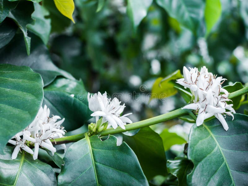 Coffee Flower on Coffee Tree White Blossom Color Flower Close Up Stock ...