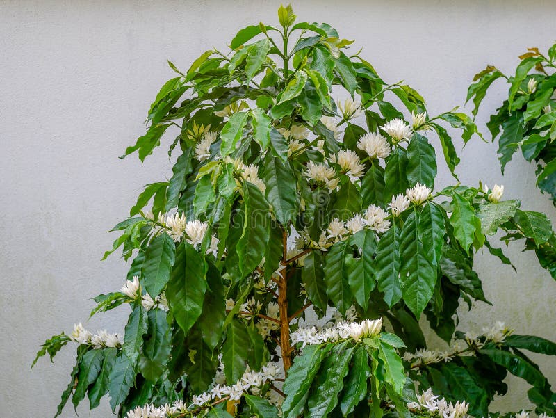 Coffee Flower on Coffee Tree White Blossom Color Flower Close Up Stock ...