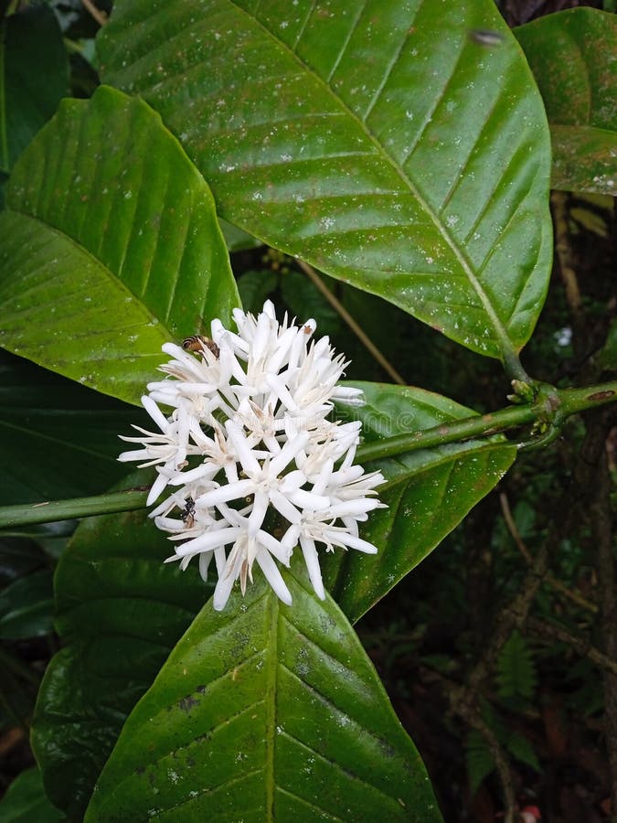 Coffee Flowers only Bloom for a Few Days after Which they Wither Stock ...