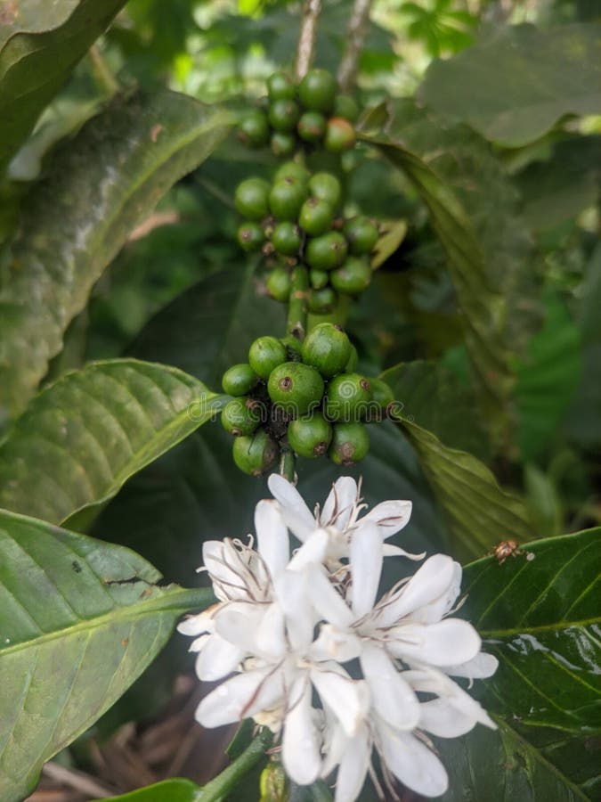 Coffee Flowers Blossom stock photo. Image of plant, vegetable - 263751886