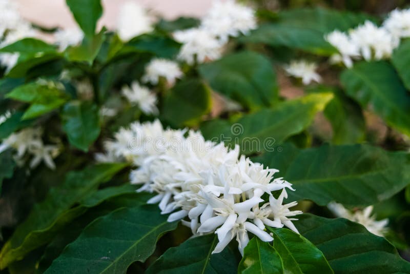 Coffee flowers blossom stock photo. Image of fruit, color - 113119618