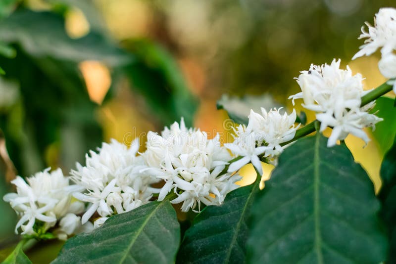 Coffee flowers blossom stock photo. Image of field, farm - 152297878