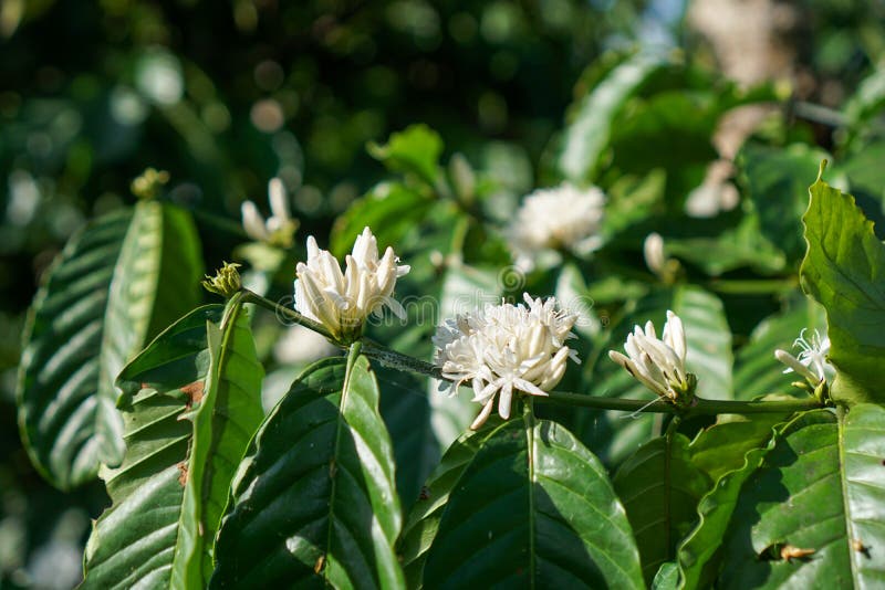 Coffee Flowers stock photo. Image of macro, fresh, food - 150479024