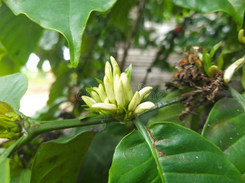 Coffee Flowers are Starting To Appear Stock Photo - Image of flowers ...
