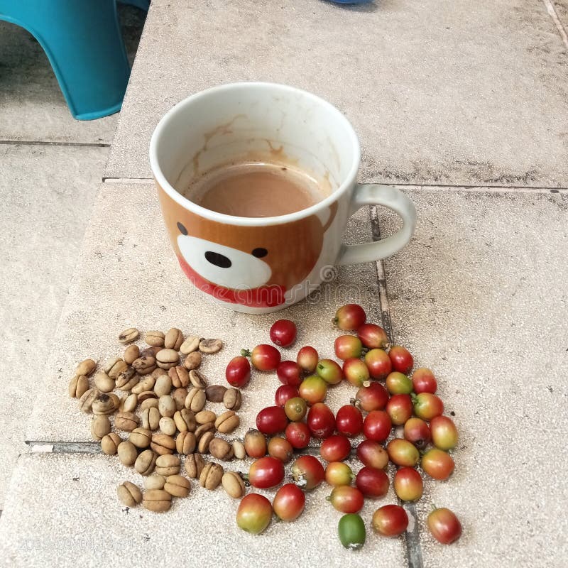 Coffee Fruit, Coffee Beans, and Original Coffee from Indonesia, with a ...