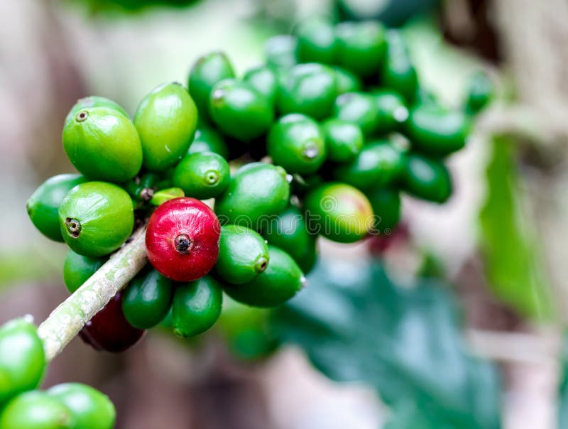 Coffee fruit branch stock photo. Image of growing, bean - 32764118