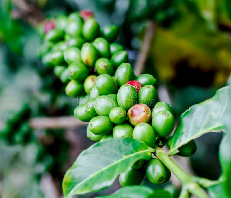 Coffee fruit branch stock photo. Image of growing, bean - 32764118