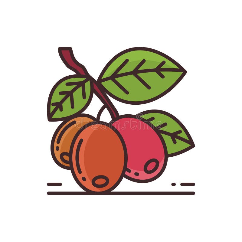 Coffee Fruit, with Branches and Leaves. Isolated on White Background ...