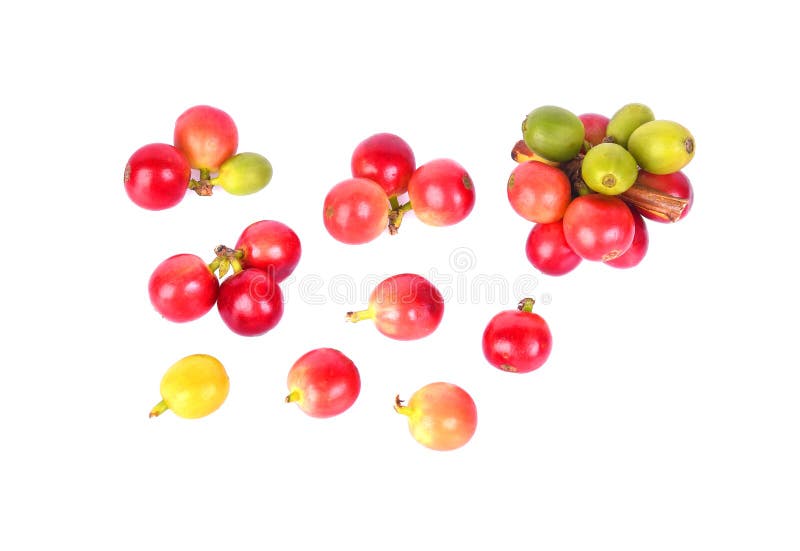 Cherry Coffee Beans Isolated on White Background Stock Image - Image of ...