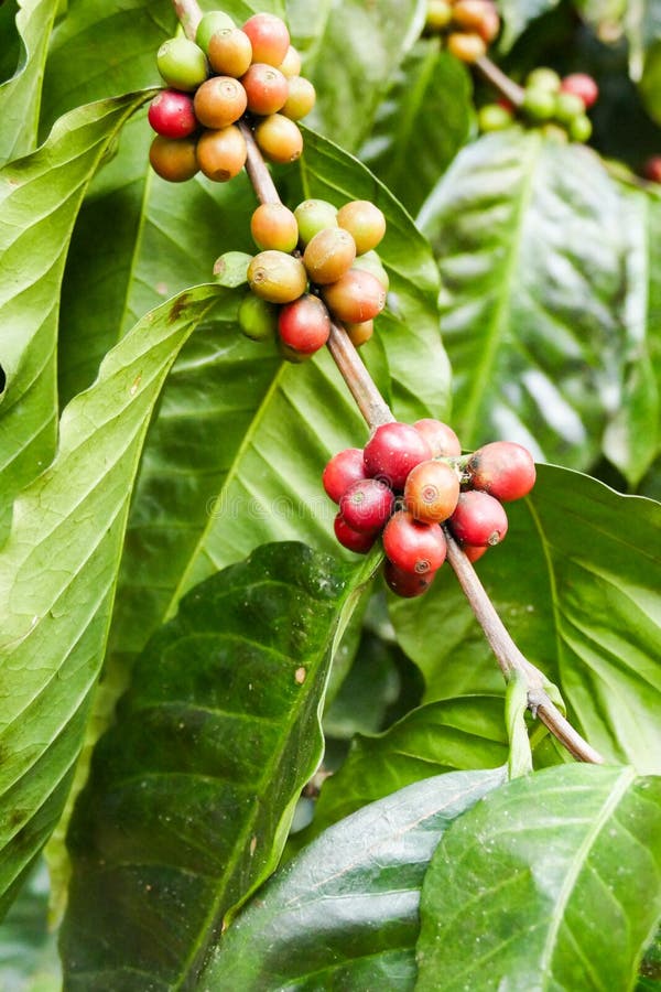 Coffee Fruit Growing in Agricultural Farm Stock Photo - Image of ...