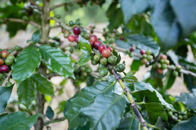 Coffee fruit stock image. Image of fruit, cultivate, tropical - 51888587