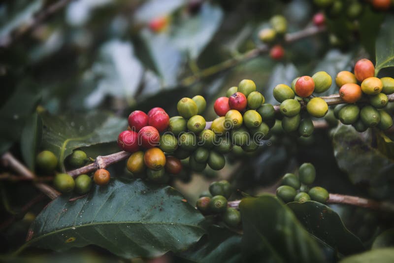 Coffee Fruit Seeds in a Bouquet Stock Photo - Image of freshness, food ...