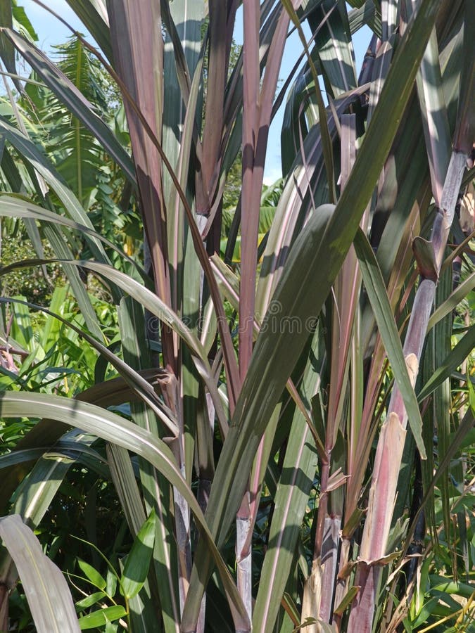Coffee Fruit Sugar Cane Trees Garden Stock Photos - Free & Royalty-Free ...