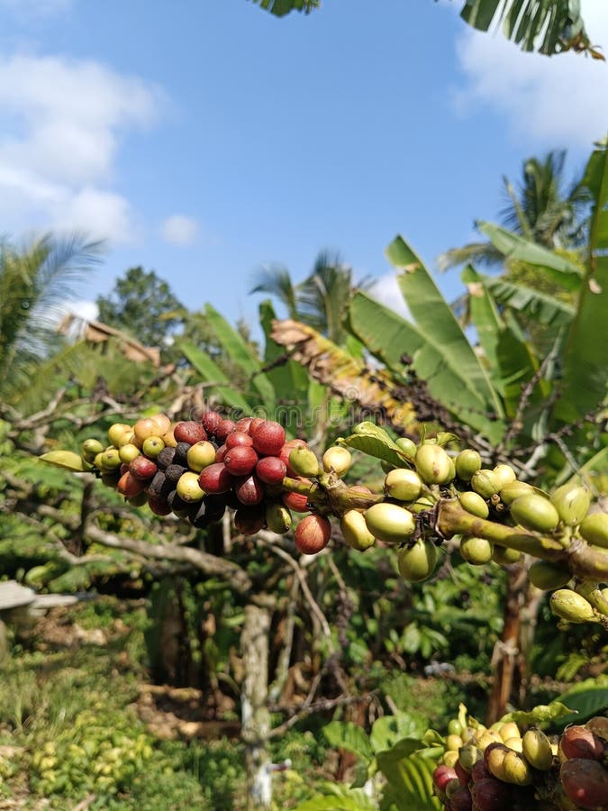 Coffee in the garden stock photo. Image of plant, fruit - 373630006