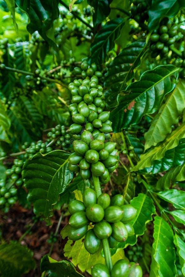 Coffee Garden in the Afternoon Stock Image - Image of woodland, lawn ...