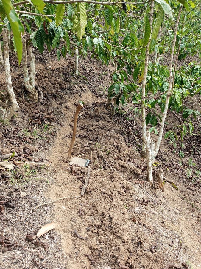 Coffee garden land stock photo. Image of land, trees - 307239958