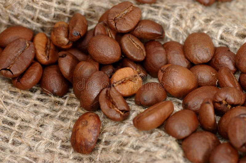 Coffee grains stock image. Image of dose, beans, food - 1804691