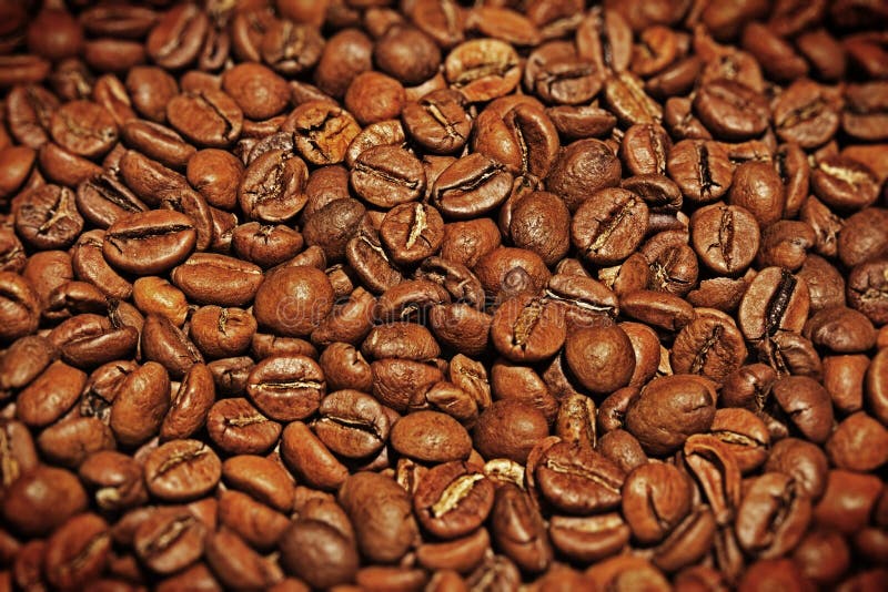 Coffee grains stock photo. Image of cappuccino, fragrant - 24458494