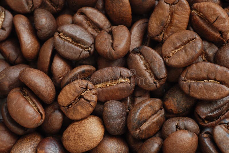 Coffee grains stock photo. Image of grains, drink, morning - 9156758