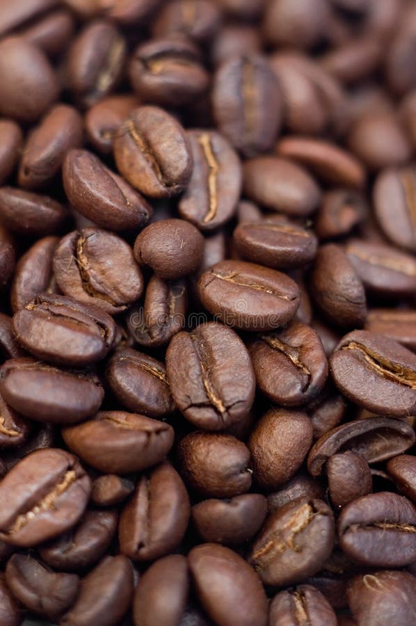 Coffee grains Coffea stock photo. Image of stimulant - 14385932