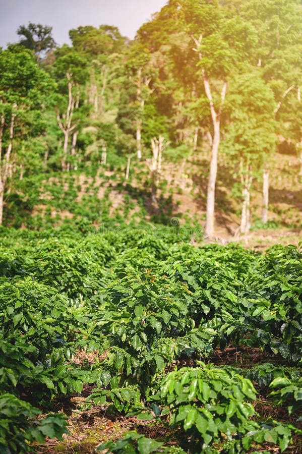 Coffee Green Plants on Sunny Day Stock Image - Image of beautiful, farm ...