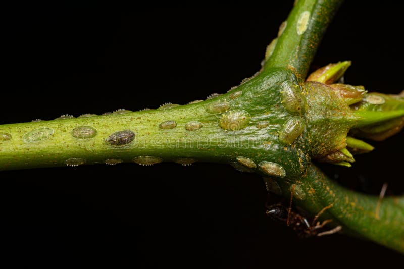 Coffee Green Scale (Coccus Rividis) Stock Image - Image of coccus, pest ...