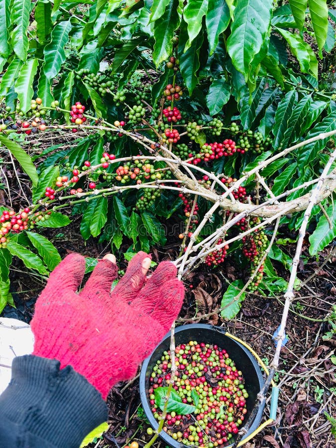 Coffe stock photo. Image of coffee, coffe, tree, harvest - 262242818