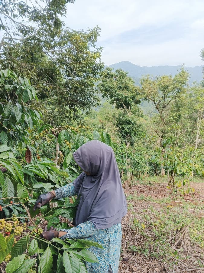 Coffee Harvest processing stock image. Image of processing - 326448319