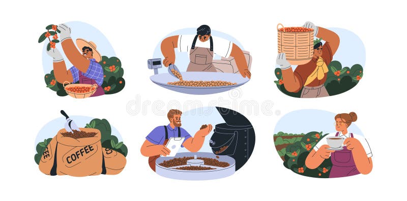 Coffee Industry, Production Process Set. Workers Cultivating, Picking ...