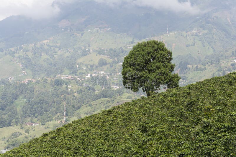 Coffee landscape stock photo. Image of plant, coffee - 94347292