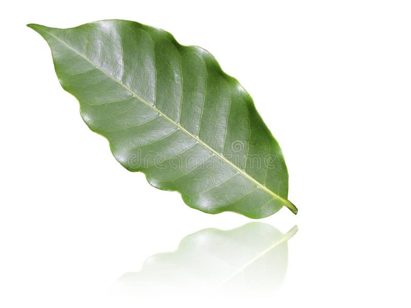 Coffee leaf stock photo. Image of botany, crop, leaf - 18198104